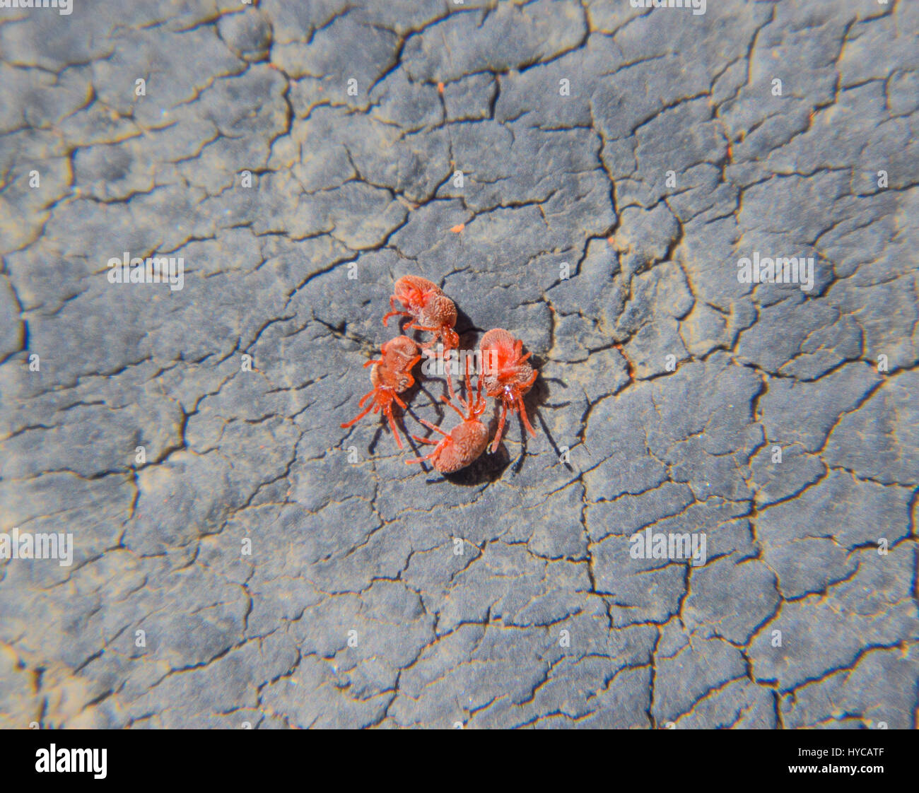 Close up macro Red velvet mite or Trombidiidae Stock Photo - Alamy