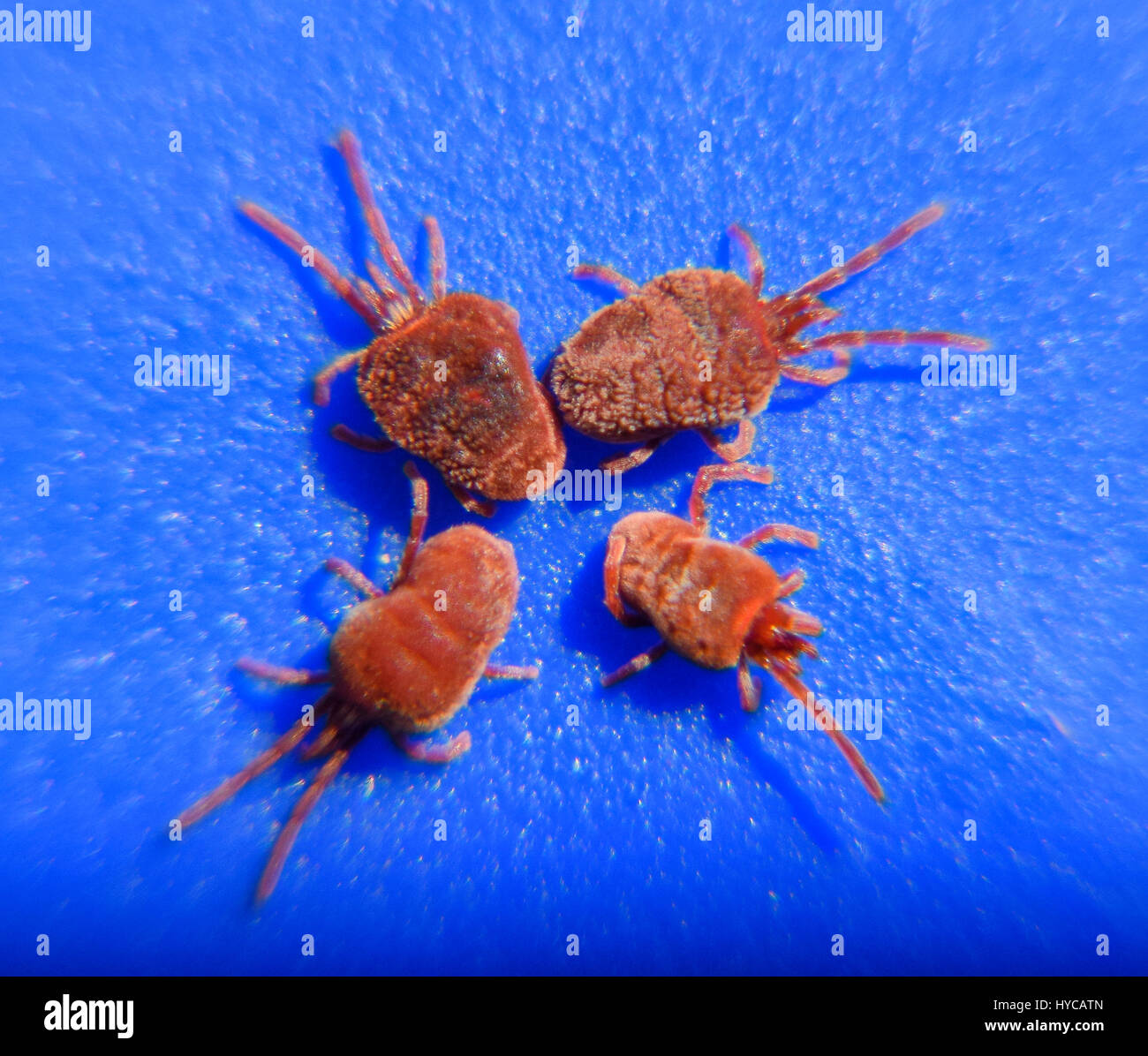 Close up macro Red velvet mite or Trombidiidae. Arthropod mites on a ...