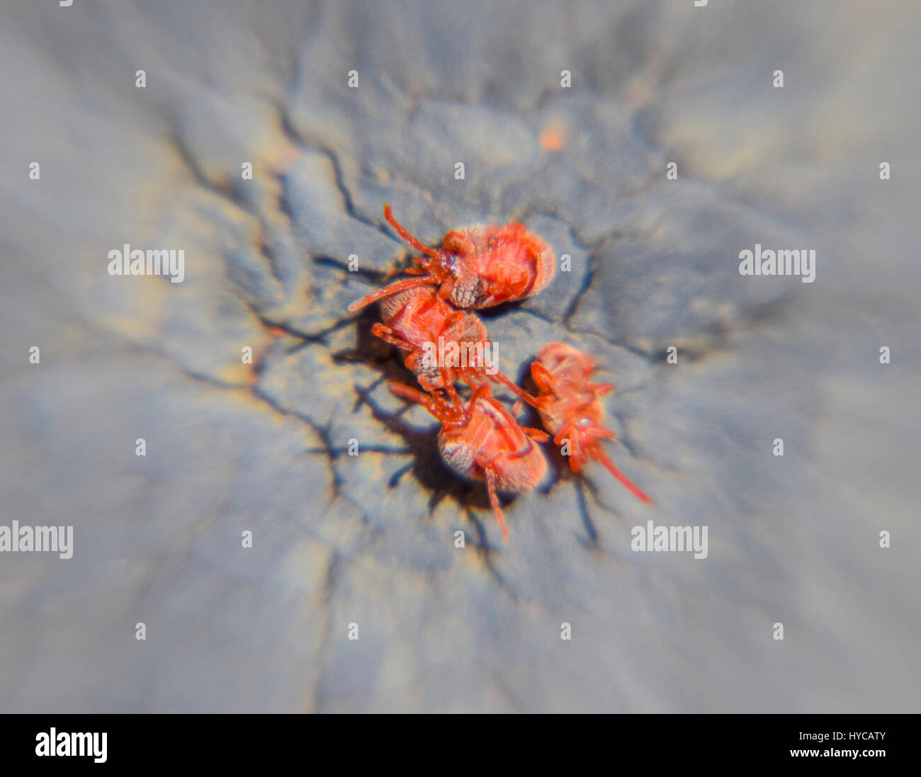 Close up macro Red velvet mite or Trombidiidae Stock Photo - Alamy