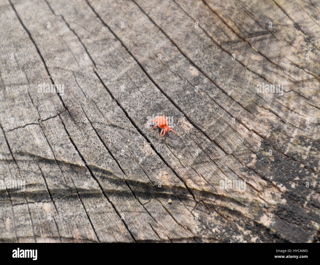 Red velvet tick on the stump. Close up macro Red velvet mite or ...