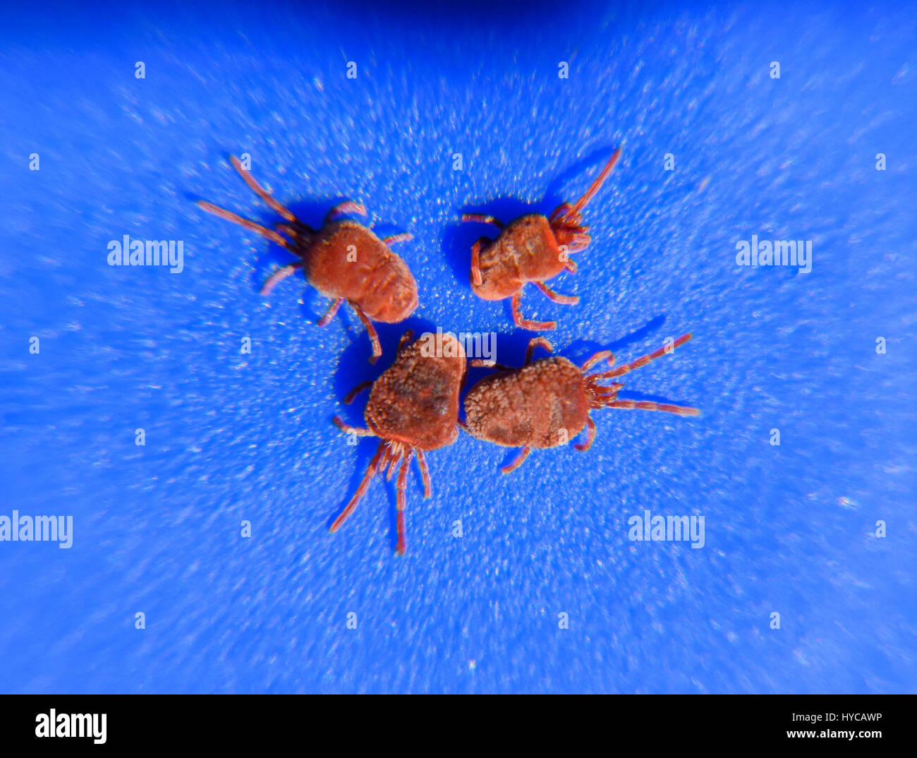 Redvelvetmite hi-res stock photography and images - Alamy