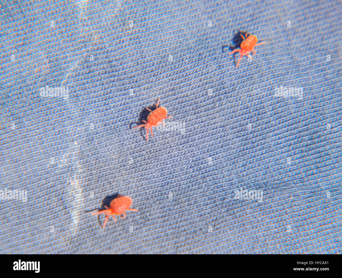 Red velvet mite on a blue rag. Running mite. Close up macro Red velvet ...