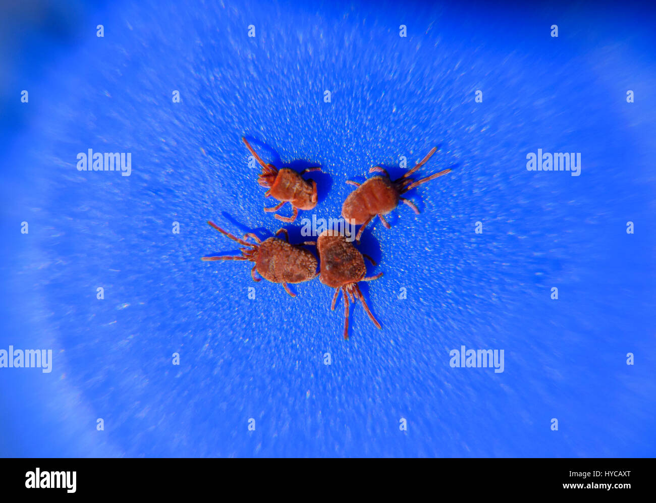 Close up macro Red velvet mite or Trombidiidae. Arthropod mites on a ...