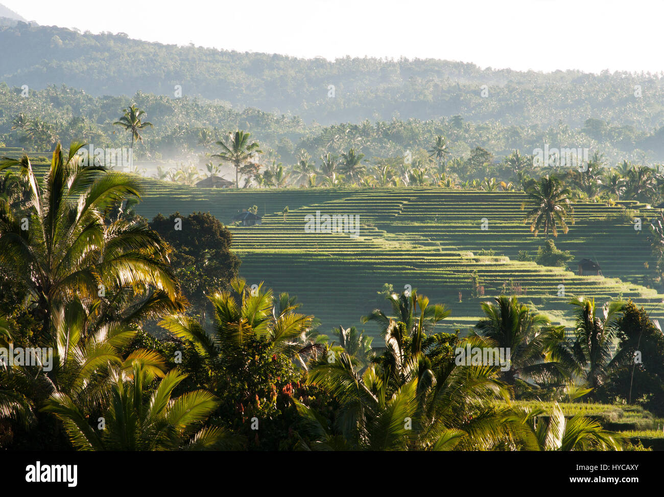 Bali rice field landscape hi-res stock photography and images - Alamy