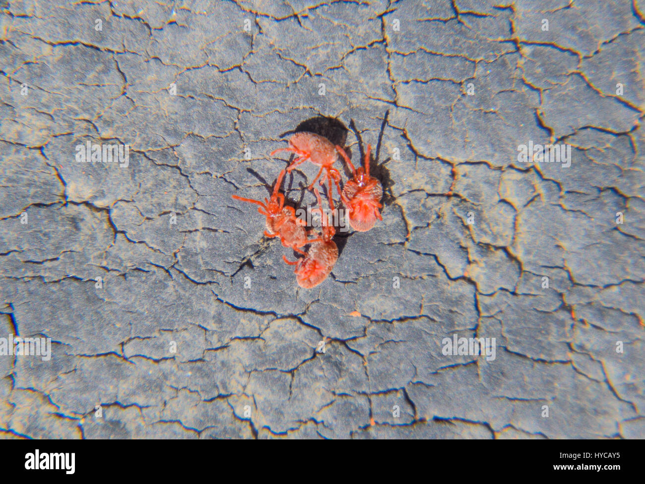 Close up macro Red velvet mite or Trombidiidae Stock Photo - Alamy
