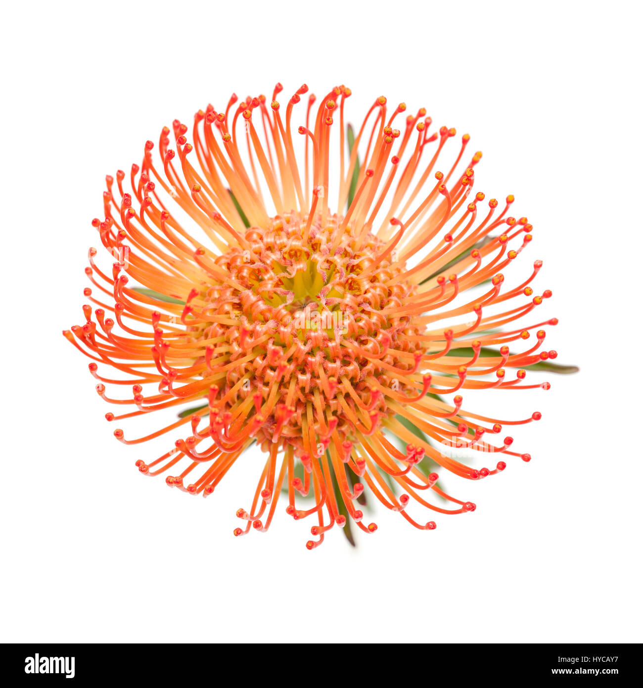 red pincushion protea flower isolated on white background Stock Photo ...