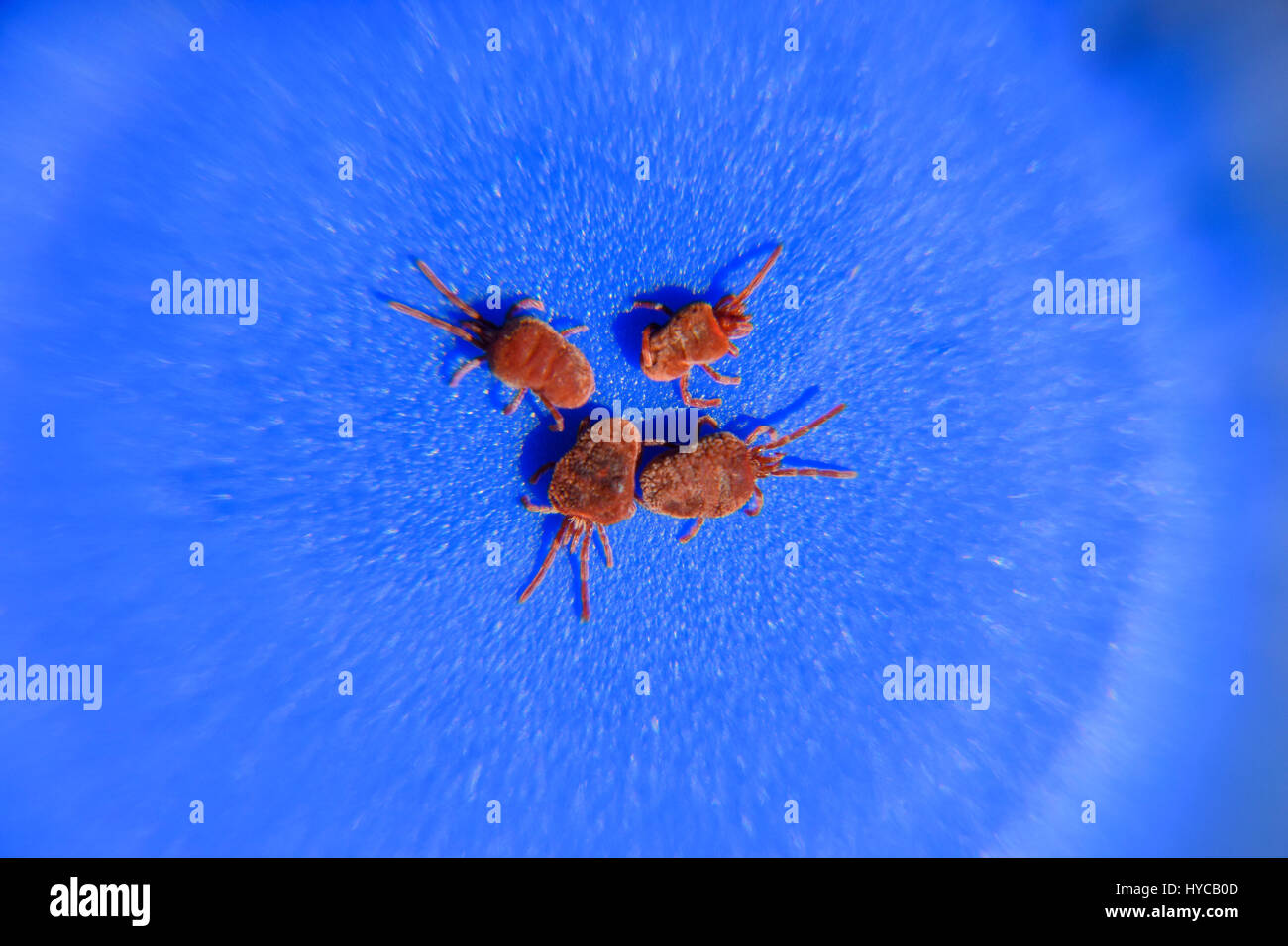 Close up macro Red velvet mite or Trombidiidae. Arthropod mites on a ...