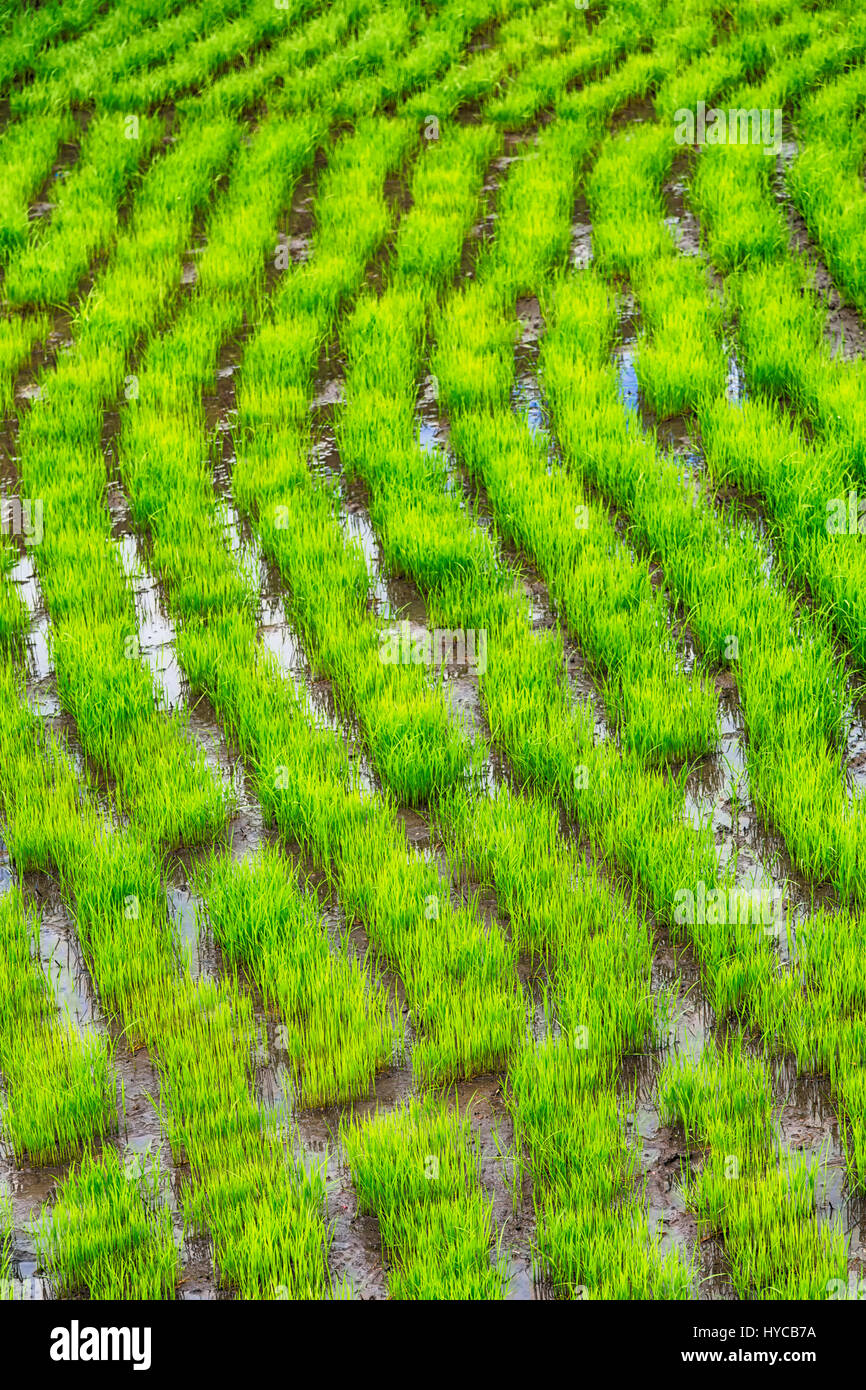 blur in philippines close up of a rice cereal cultivation field Stock ...
