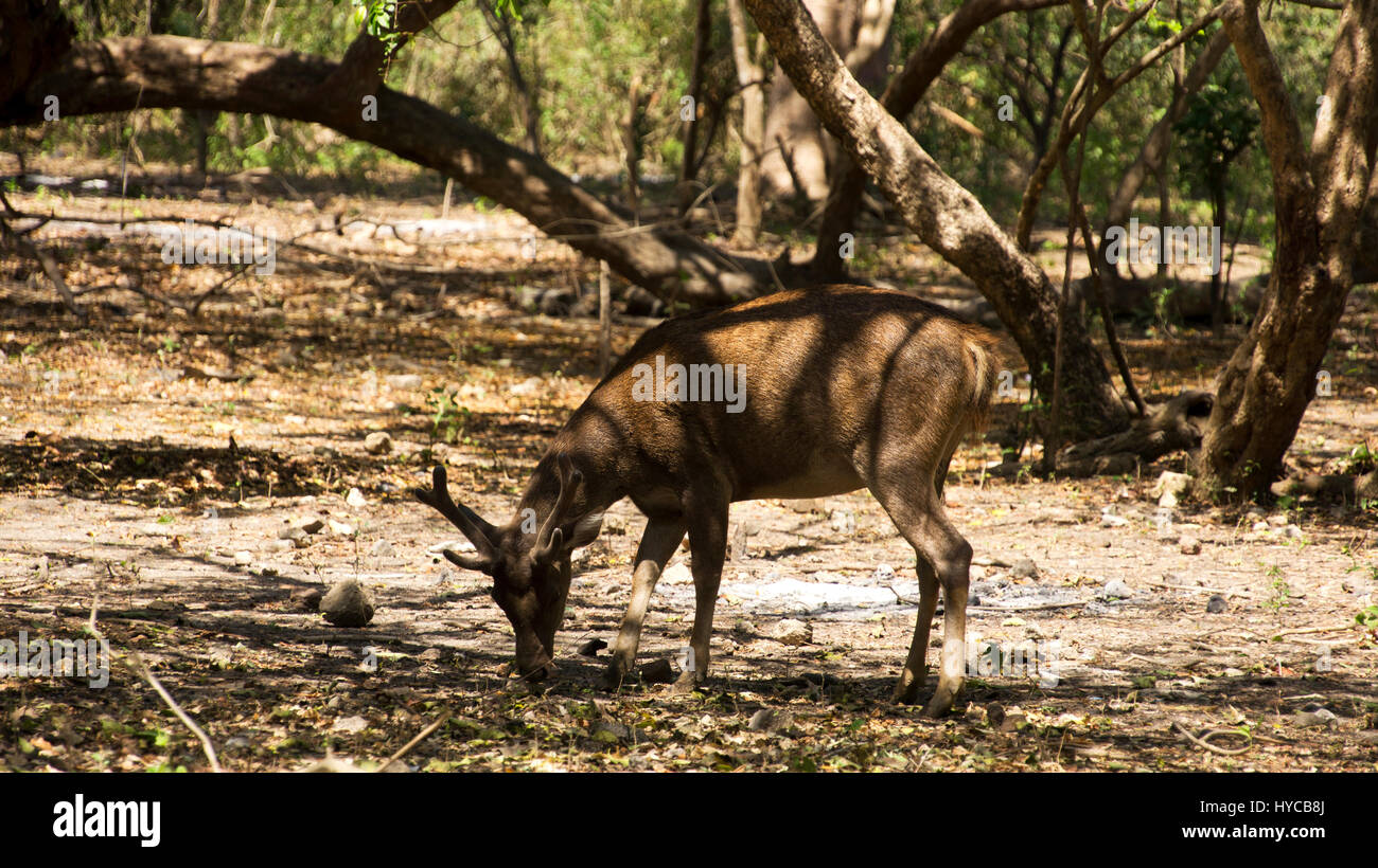 One brown young deer feeding itself by bending and eating from the ...