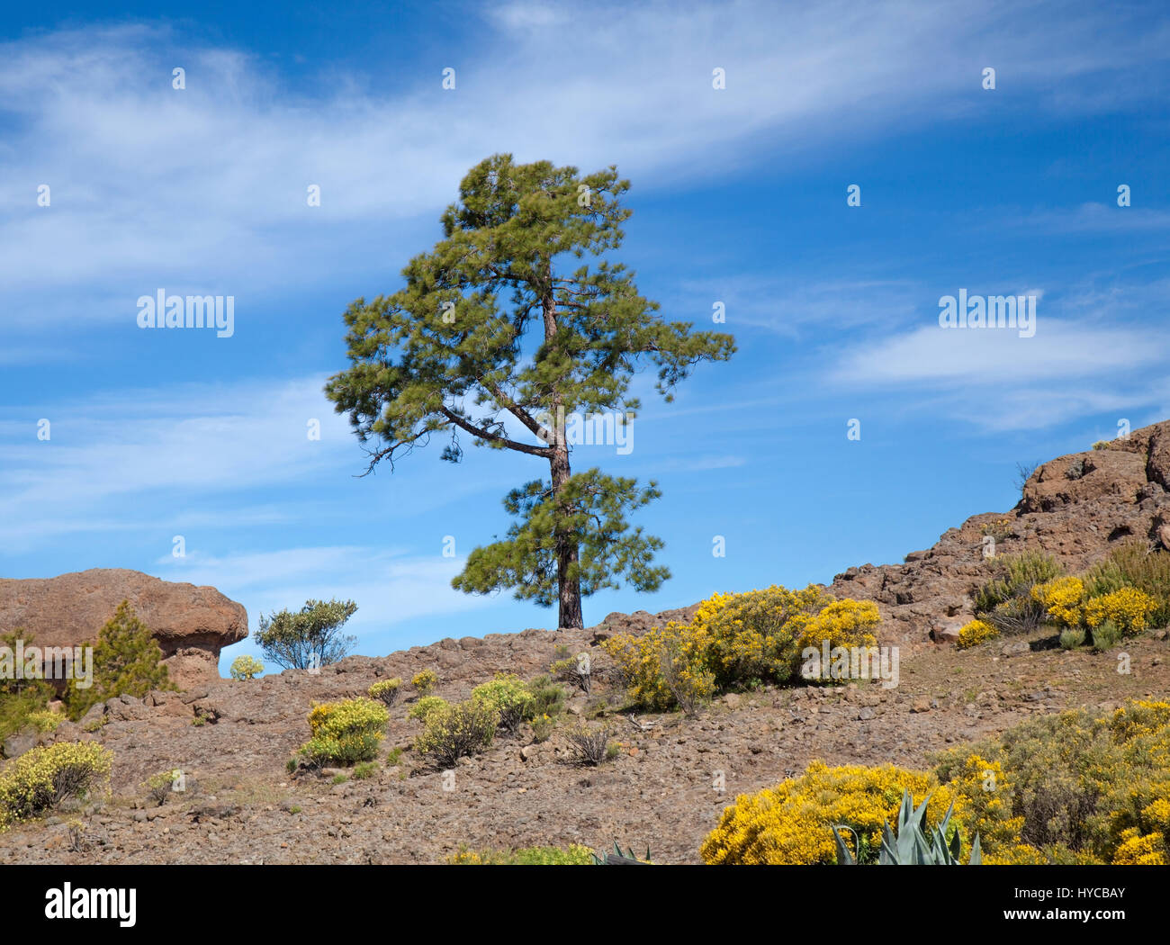 Pinus canariesis hi-res stock photography and images - Alamy