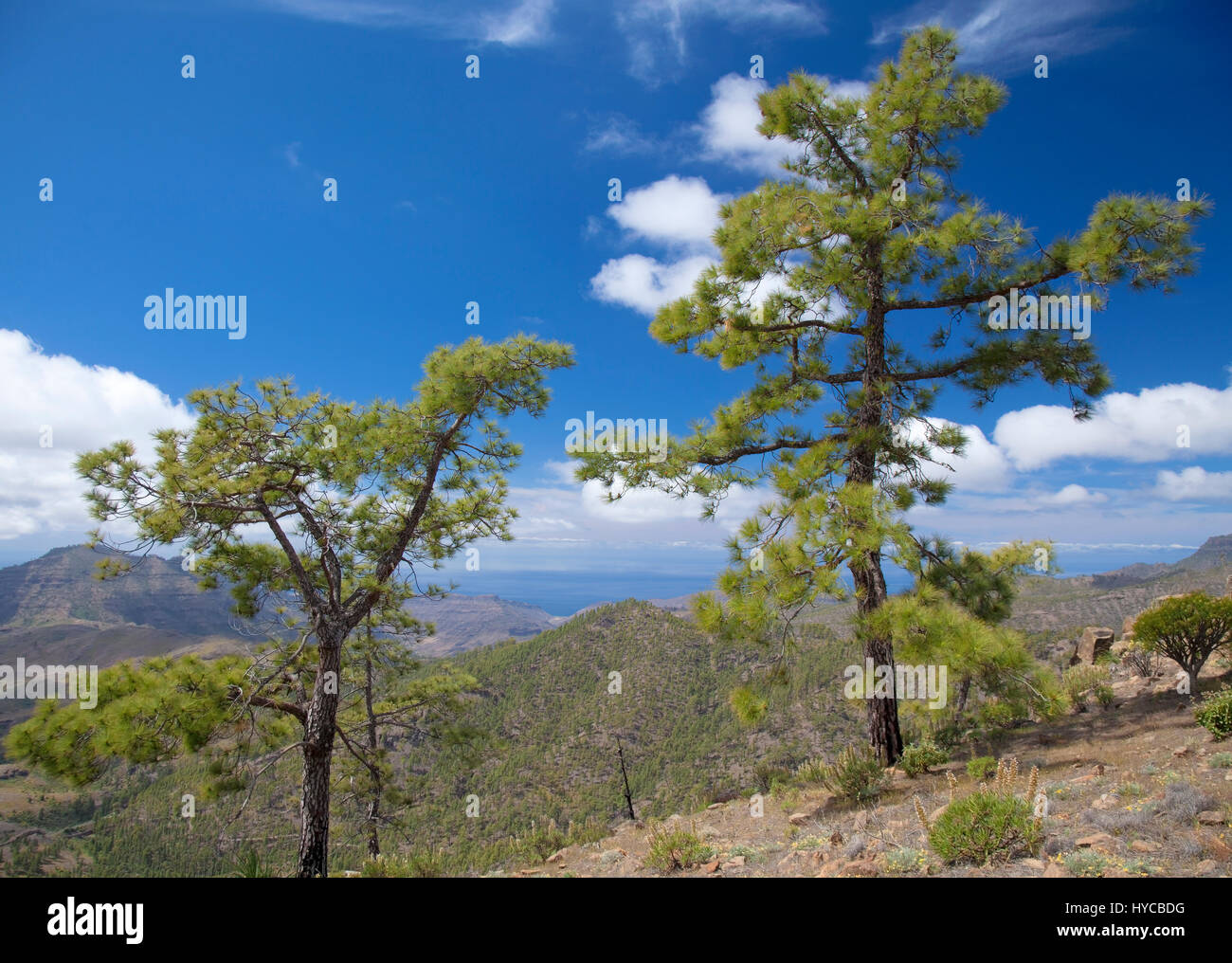 Pinus canariesis hi-res stock photography and images - Alamy