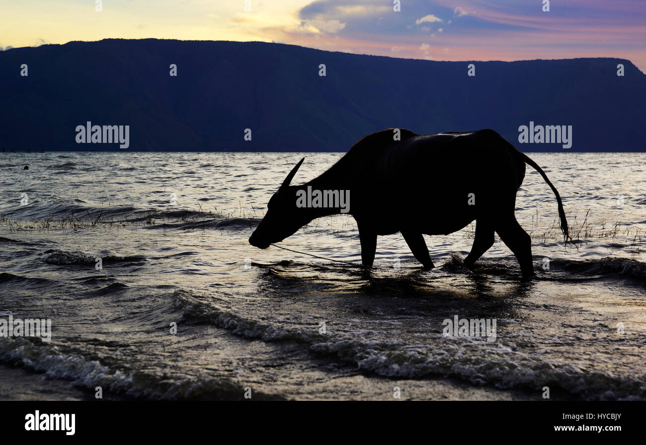 silhouette ox cow walking on the sea shore beach washing its feet with ...