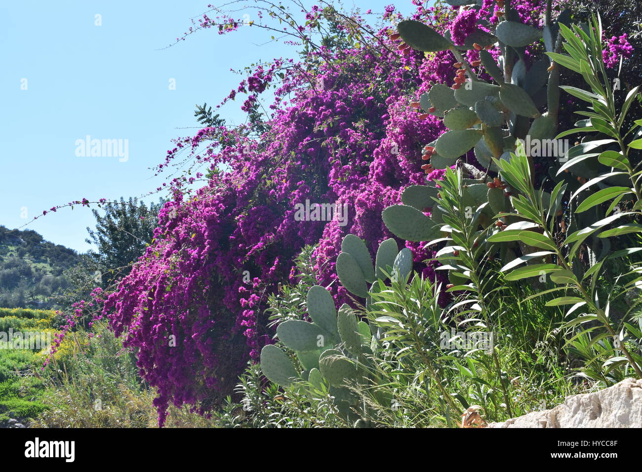 Nature Flowers in Cyprus Stock Photo - Alamy