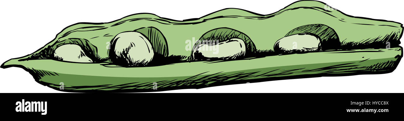 Hand drawn sketch of four fresh beans in shell Stock Photo - Alamy