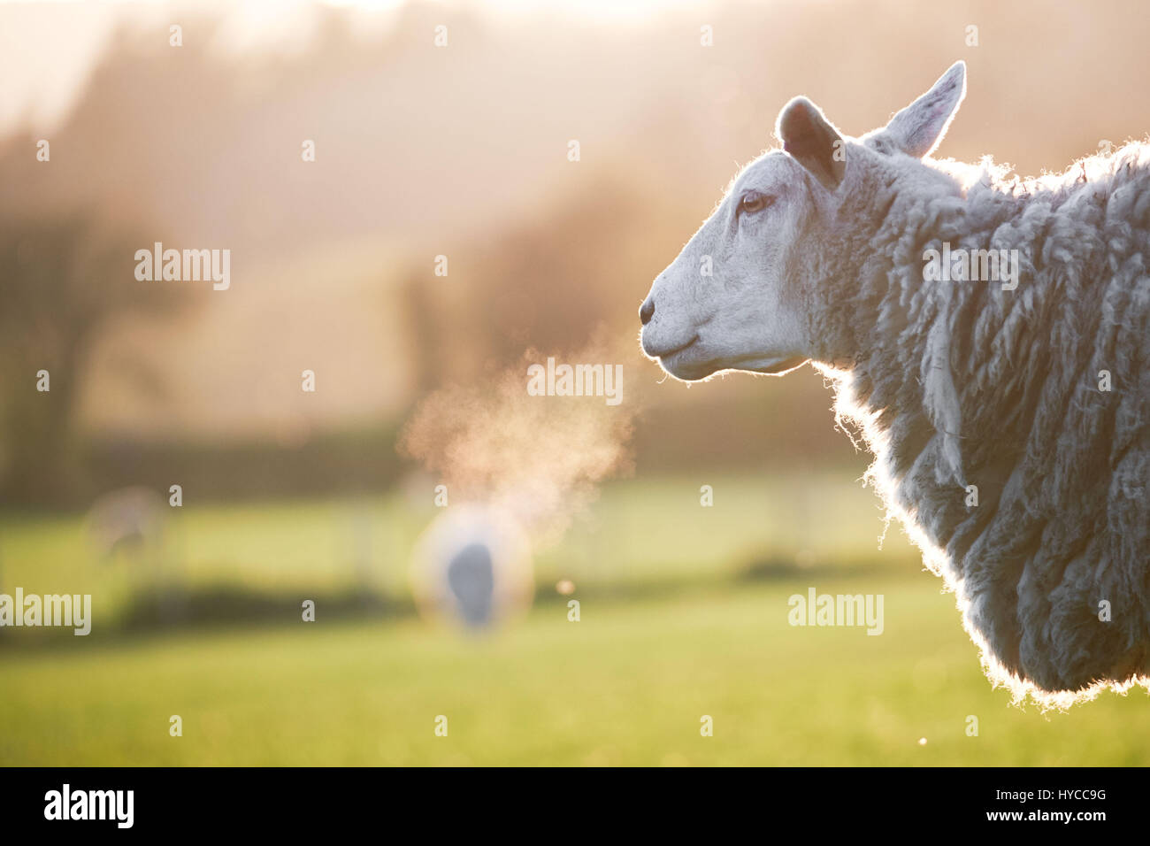 Sunny sheep hi-res stock photography and images - Alamy