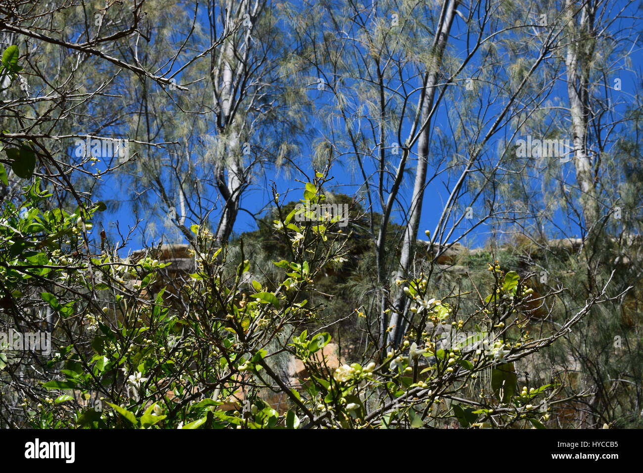 Trees of Cyprus Stock Photo - Alamy