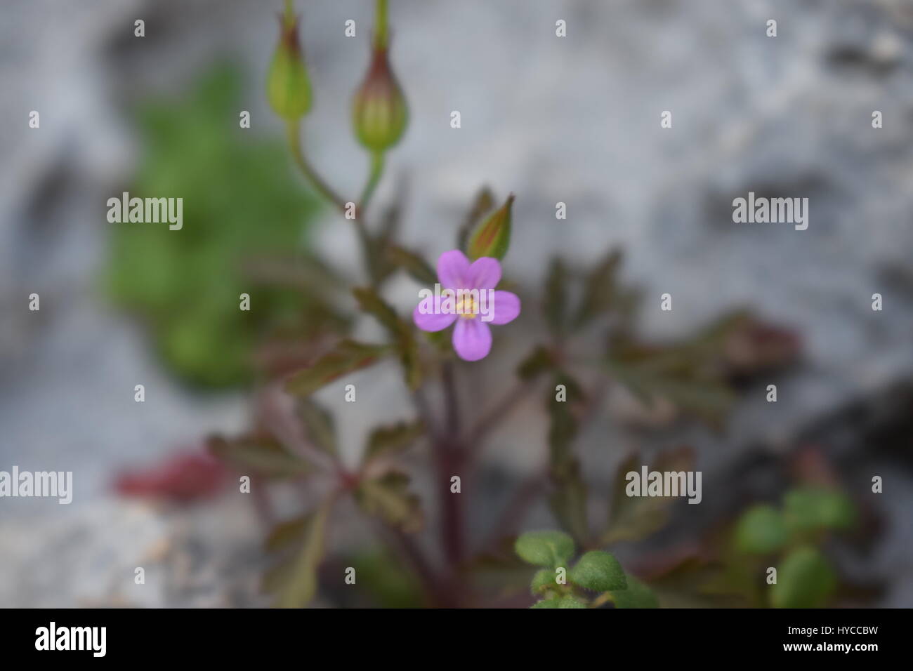 Nature Flowers in Cyprus Stock Photo - Alamy