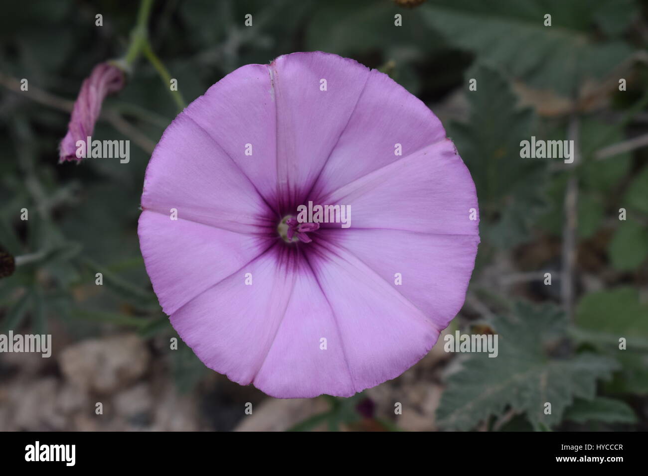 Nature Flowers in Cyprus Stock Photo - Alamy