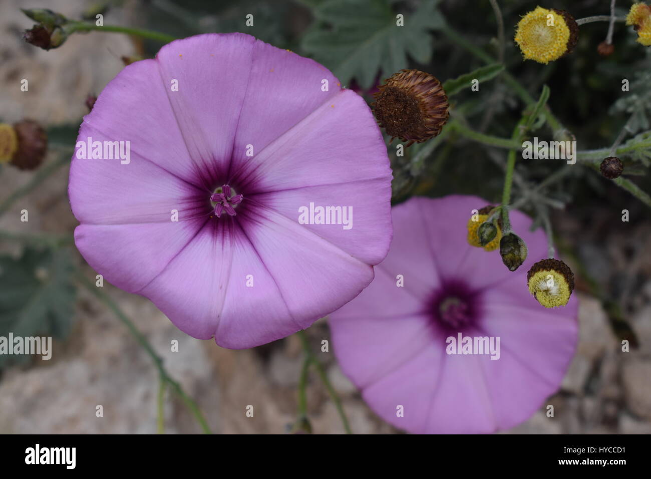 Nature Flowers in Cyprus Stock Photo - Alamy