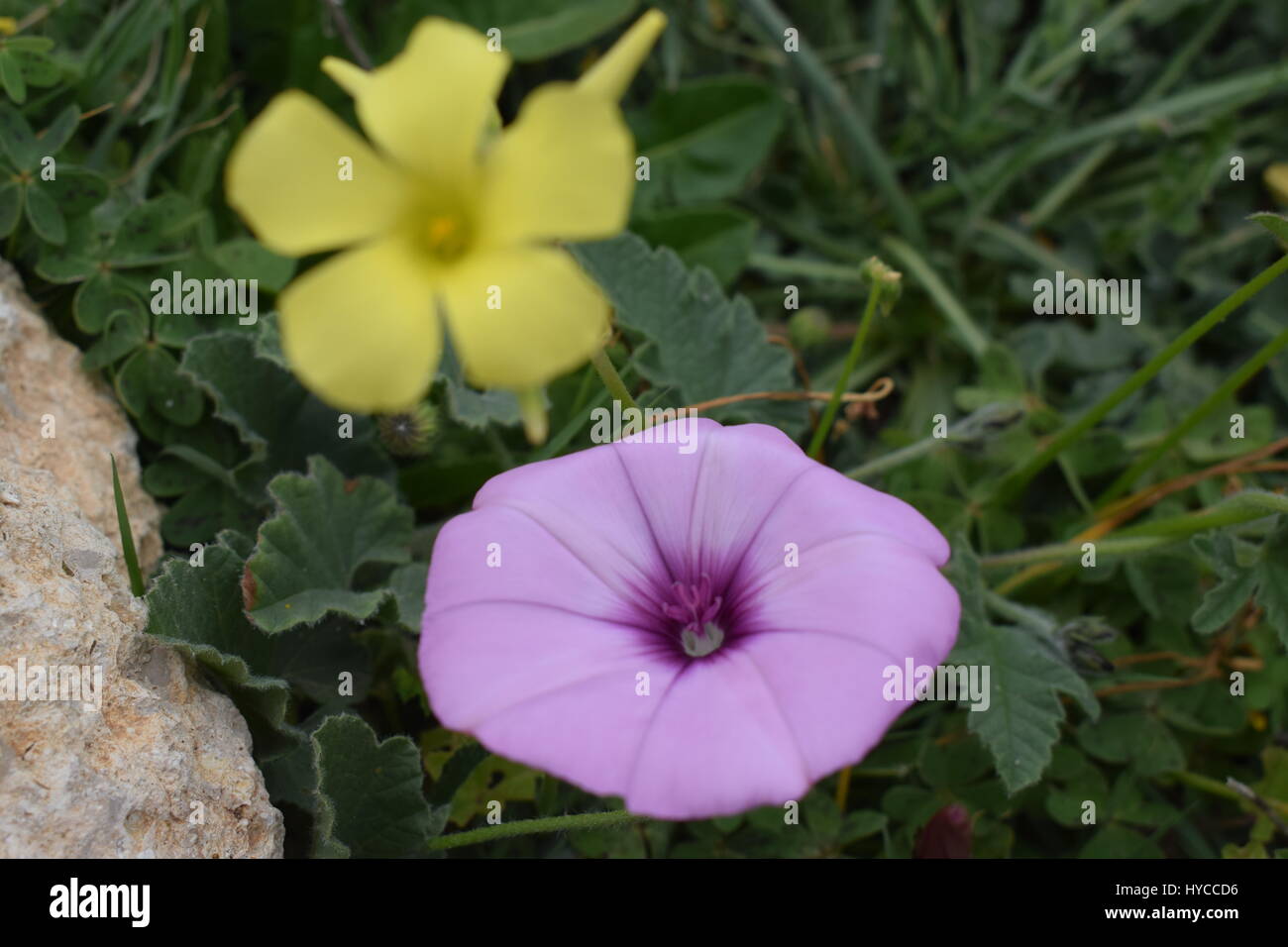 Nature Flowers in Cyprus Stock Photo - Alamy