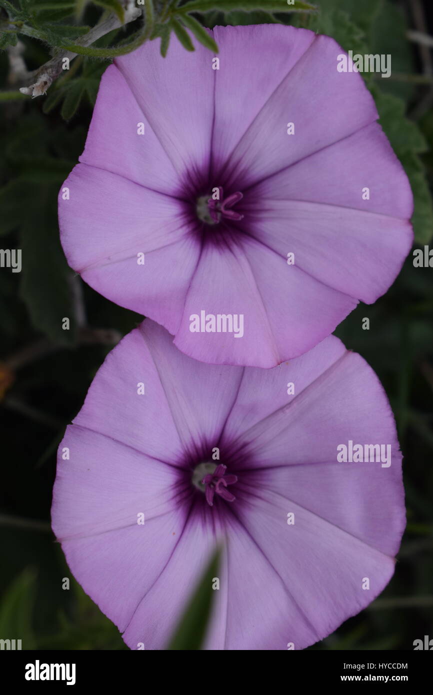 Nature Flowers in Cyprus Stock Photo - Alamy