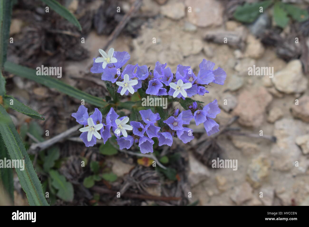 Nature Flowers in Cyprus Stock Photo - Alamy