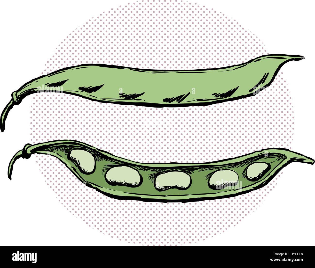 Legume illustration with whole and split bean pods over halftone circle ...