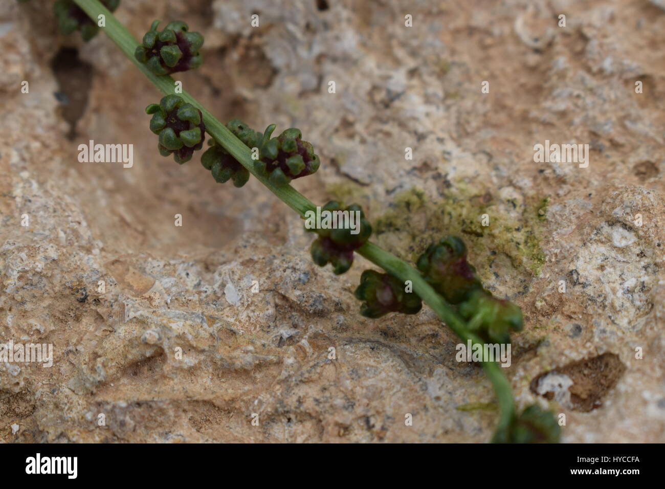 Nature Flowers in Cyprus Stock Photo - Alamy