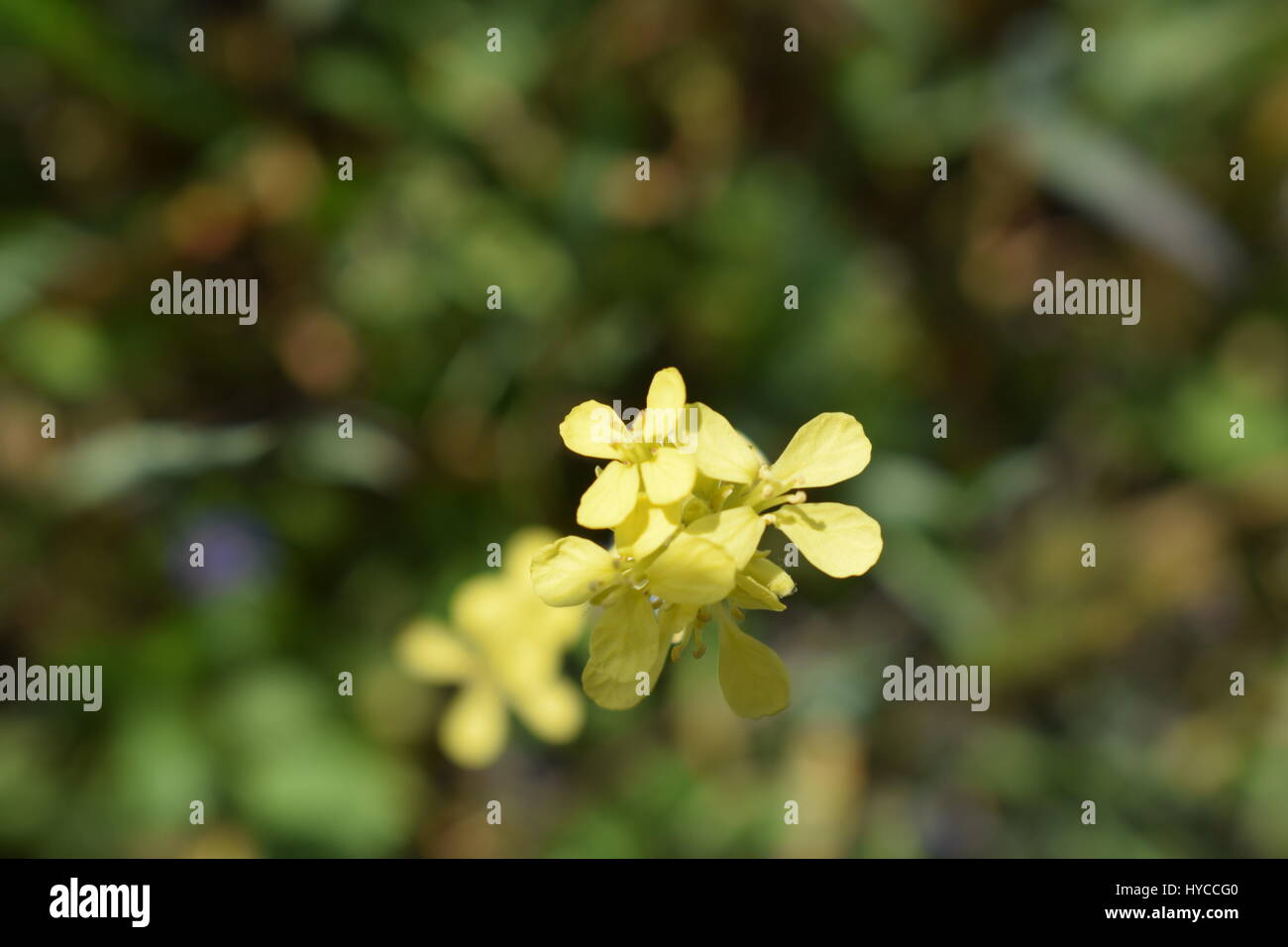 Yellow nature flower Stock Photo - Alamy