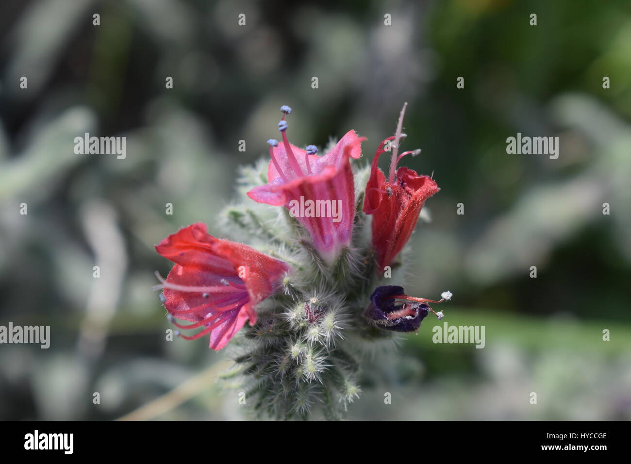 Nature Flowers in Cyprus Stock Photo - Alamy