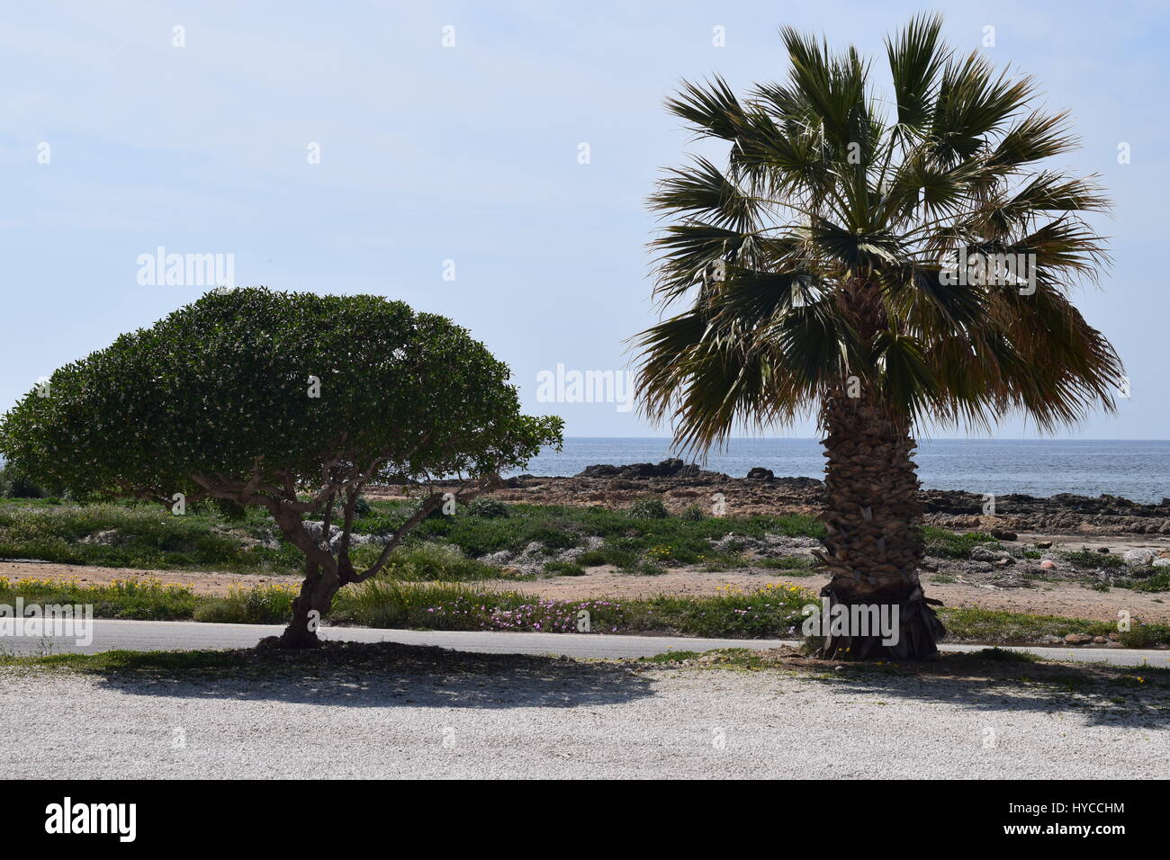 Trees of Cyprus Stock Photo - Alamy