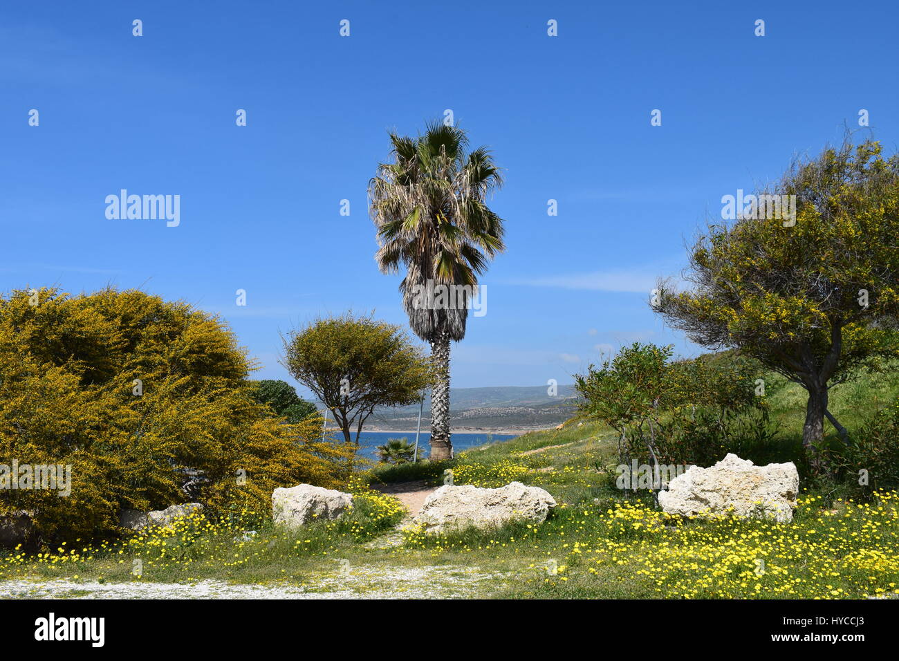 Trees of Cyprus Stock Photo - Alamy