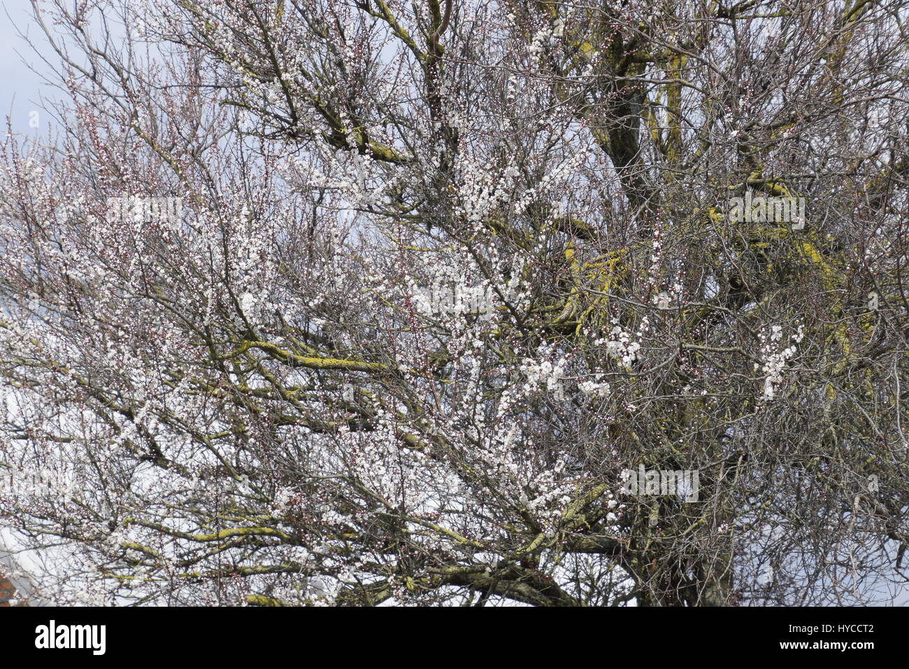 Blooming wild apricot in the garden. Spring flowering trees ...