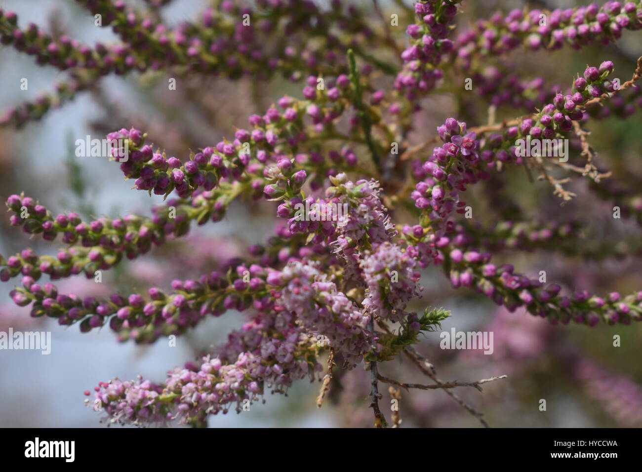 Nature Flowers in Cyprus Stock Photo - Alamy