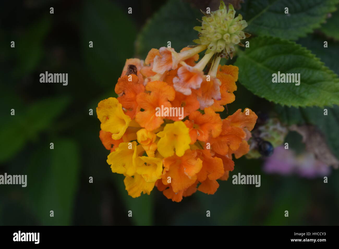 Nature Flowers in Cyprus Stock Photo - Alamy