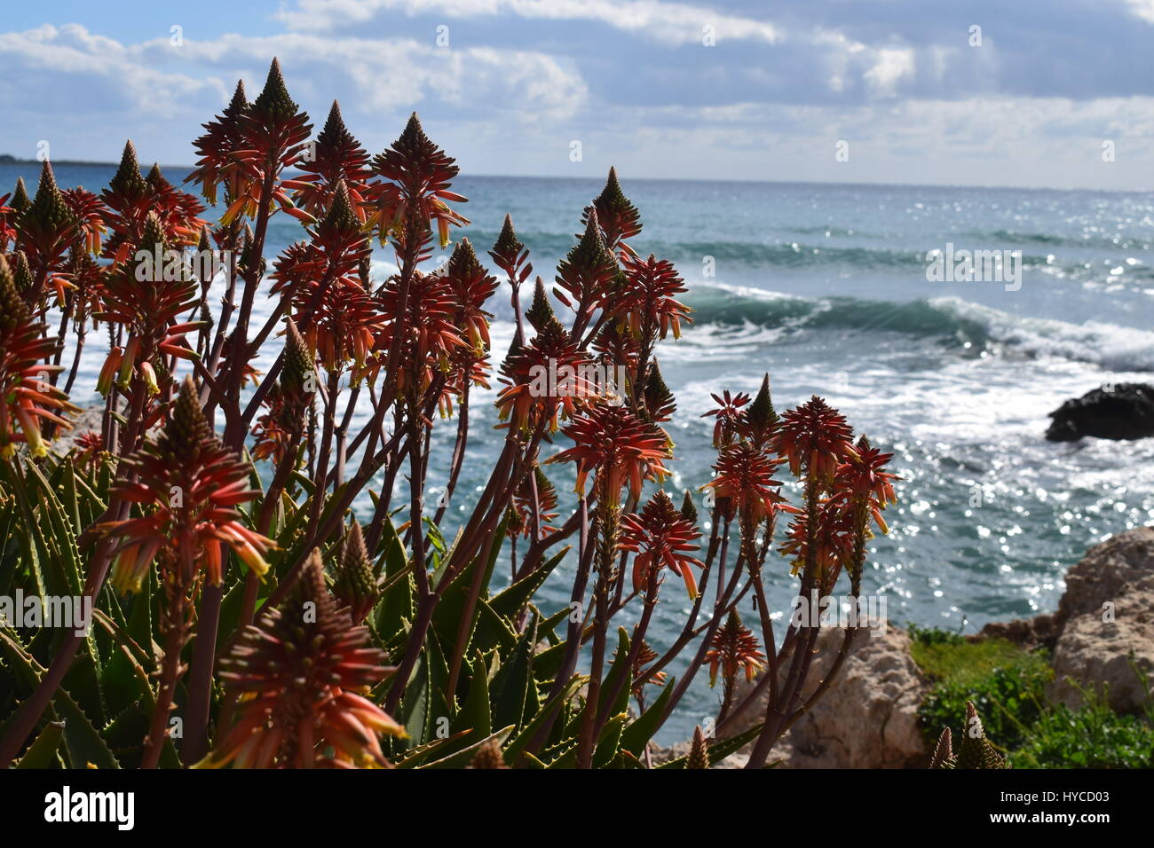 Nature Flowers in Cyprus Stock Photo - Alamy