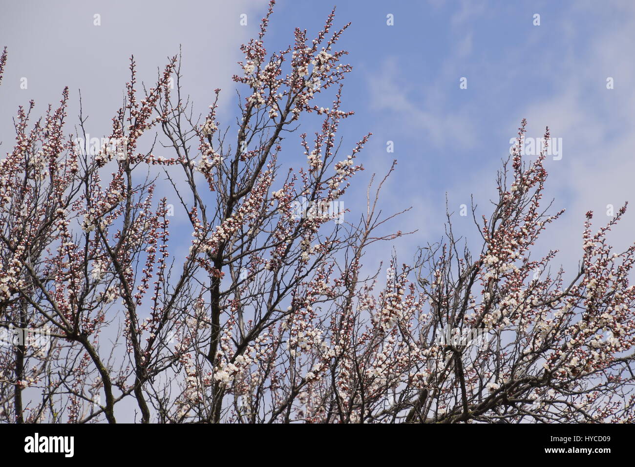 Blooming wild apricot in the garden. Spring flowering trees ...