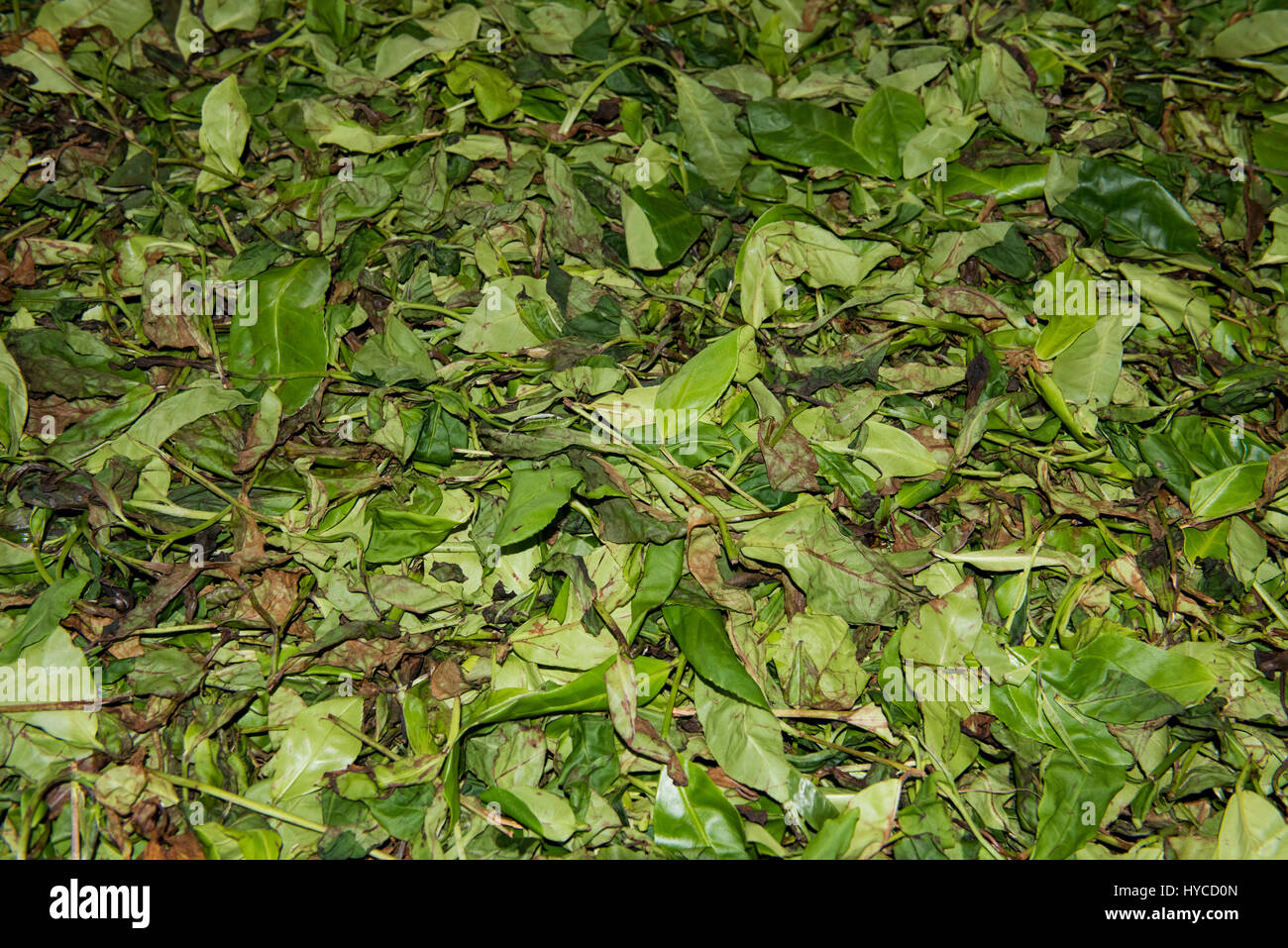 Sri Lanka, Galle, village of Akuressa. Organic Green Tea Garden & Tea ...