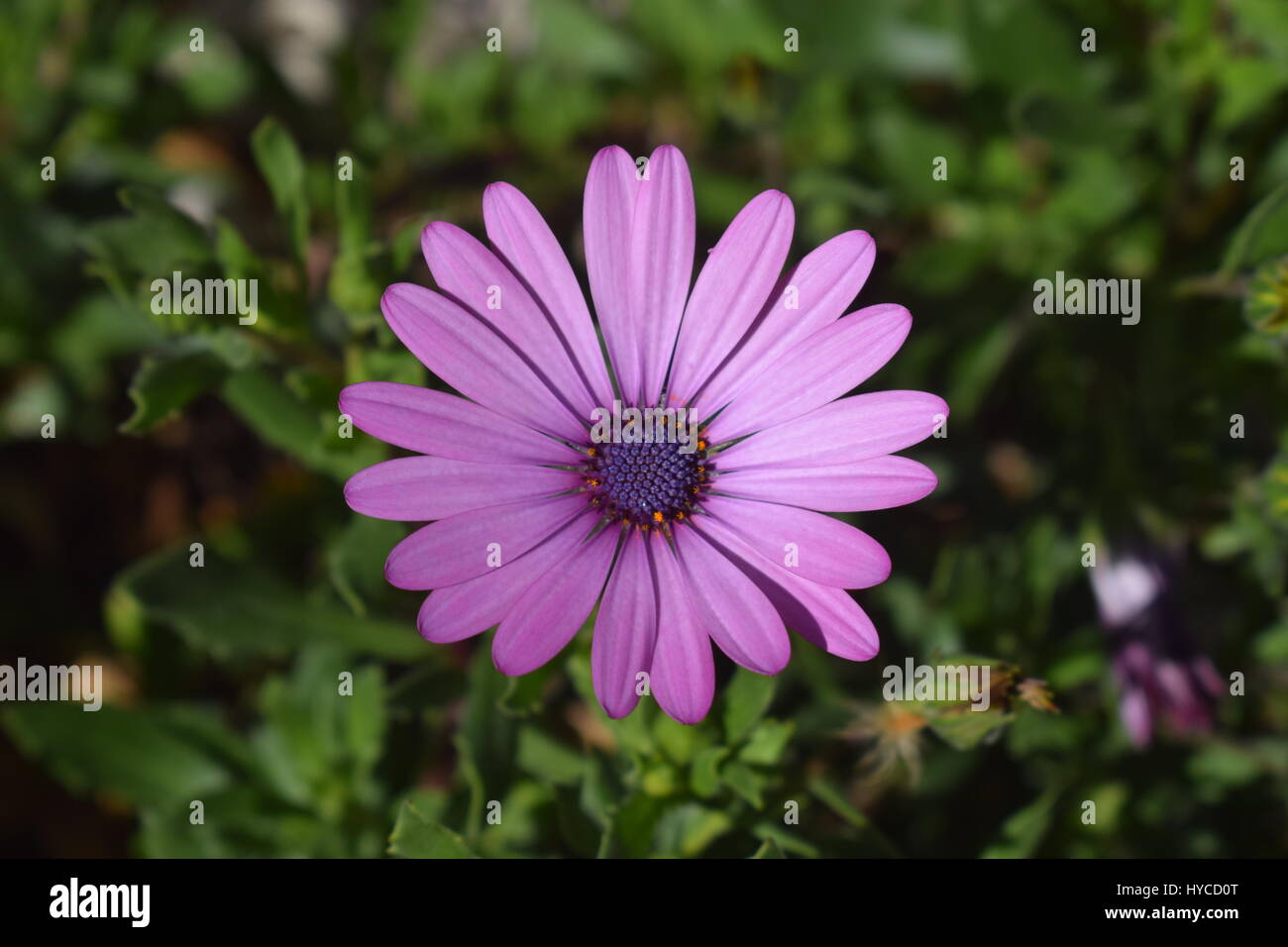 Nature Flowers in Cyprus Stock Photo - Alamy