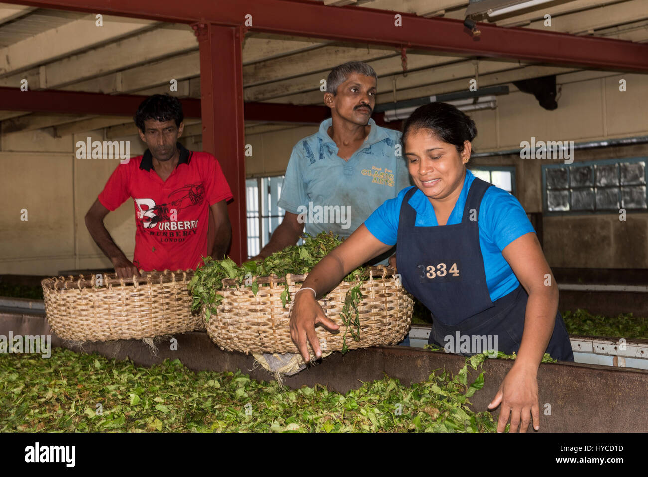 Conveyor belt tea factory hi-res stock photography and images - Alamy