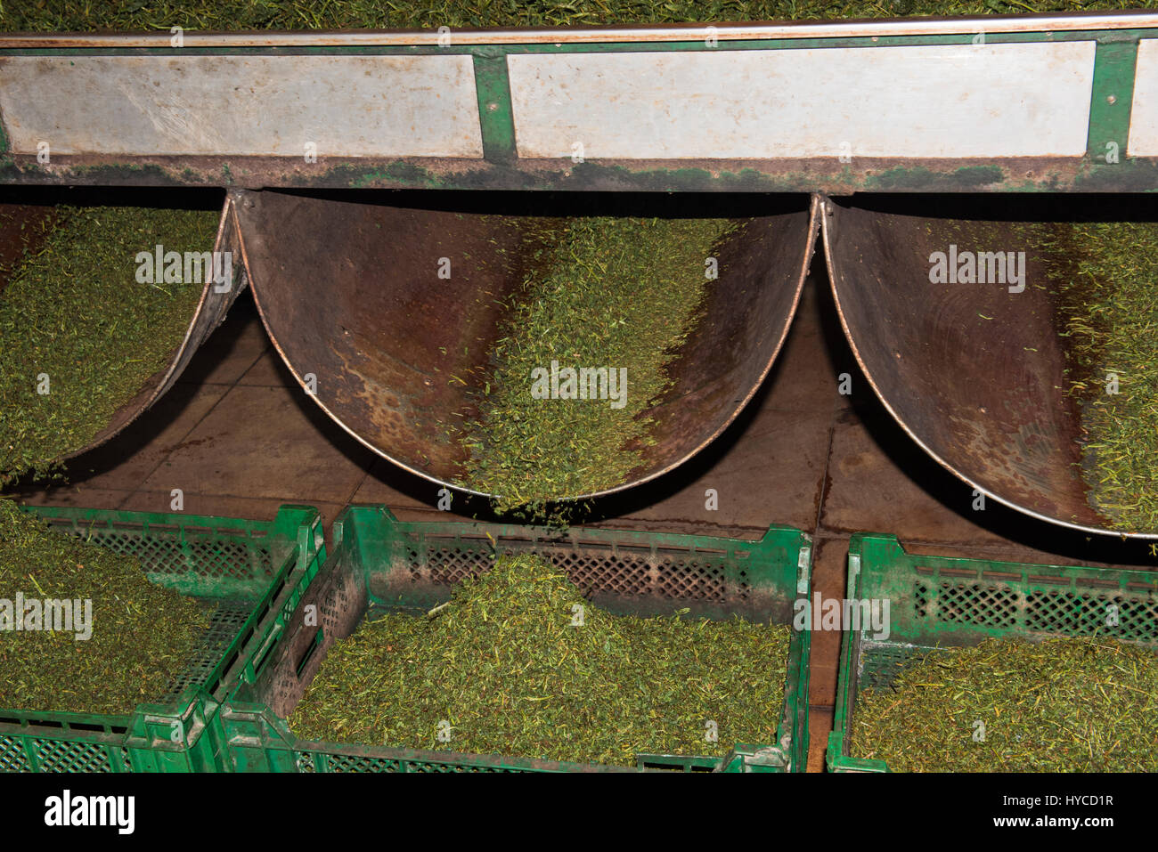 Sri Lanka, Galle, village of Akuressa. Organic Green Tea Garden & Tea ...