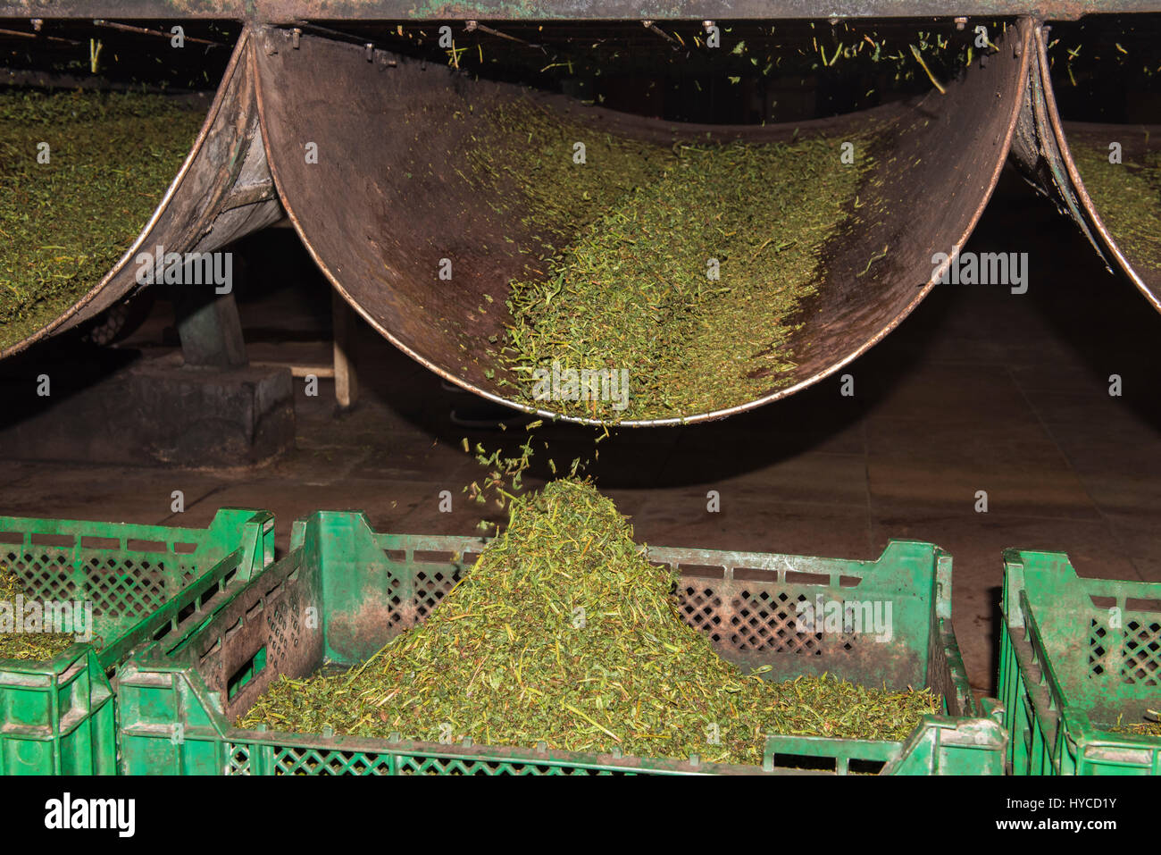 Sri Lanka, Galle, village of Akuressa. Organic Green Tea Garden & Tea ...