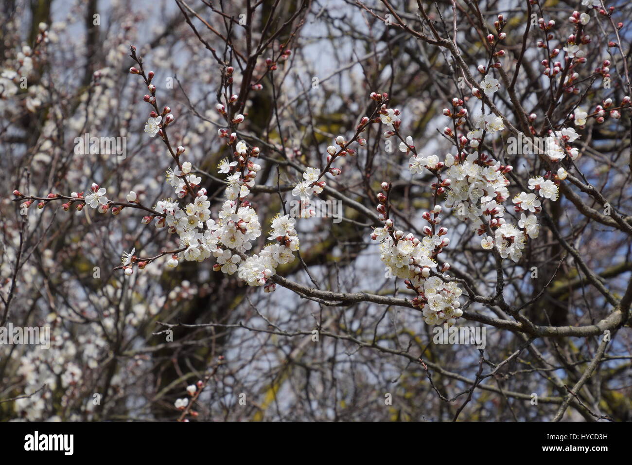 Blooming wild apricot in the garden. Spring flowering trees ...