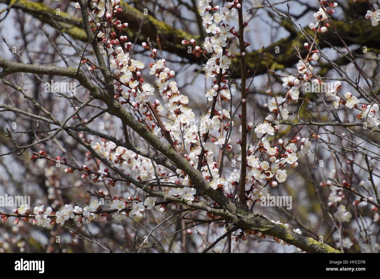 Blooming wild apricot in the garden. Spring flowering trees ...