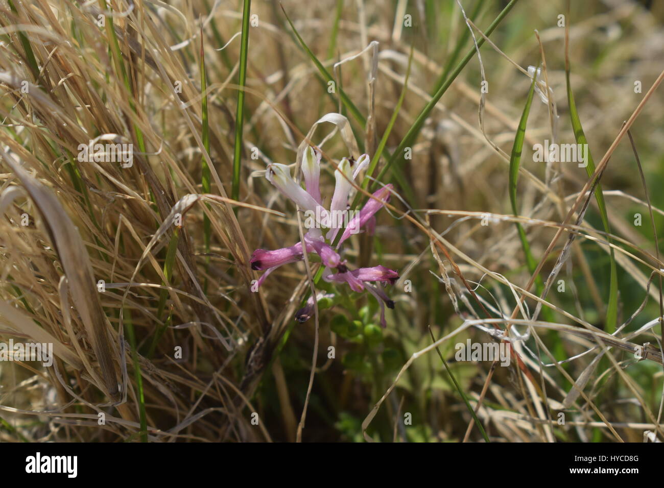 Nature Flowers in Cyprus Stock Photo - Alamy