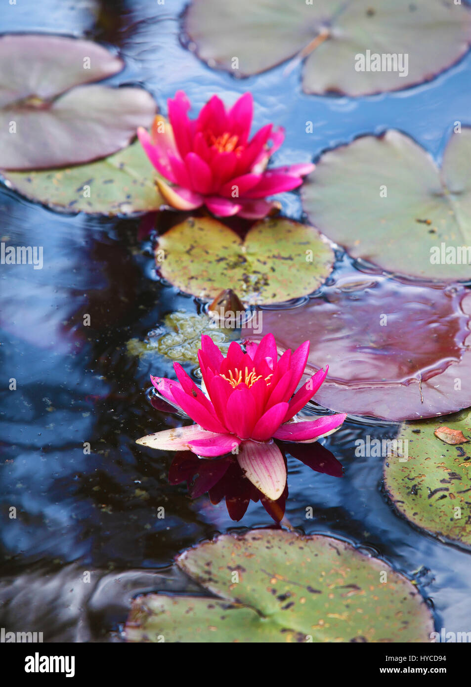 Red water lillies Stock Photo - Alamy