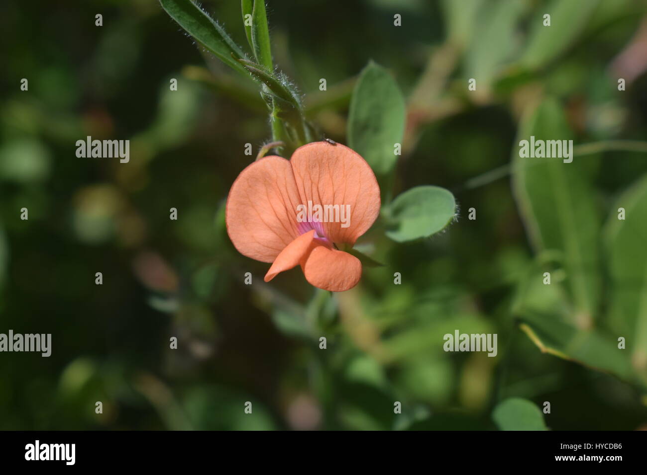 Nature Flowers in Cyprus Stock Photo - Alamy