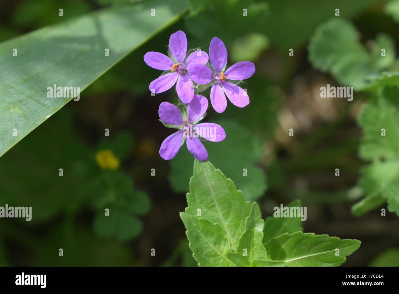 Nature Flowers in Cyprus Stock Photo - Alamy
