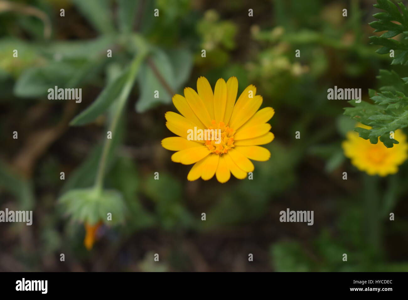 Yellow nature flower Stock Photo - Alamy