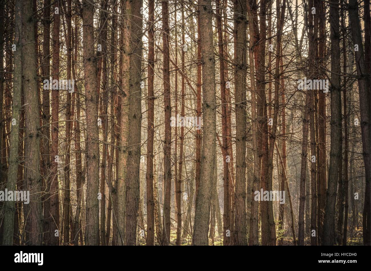 Natural tree hi-res stock photography and images - Alamy